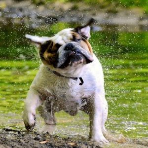 Skin Tags vs. Ticks on Dogs – Skintagsgone.com